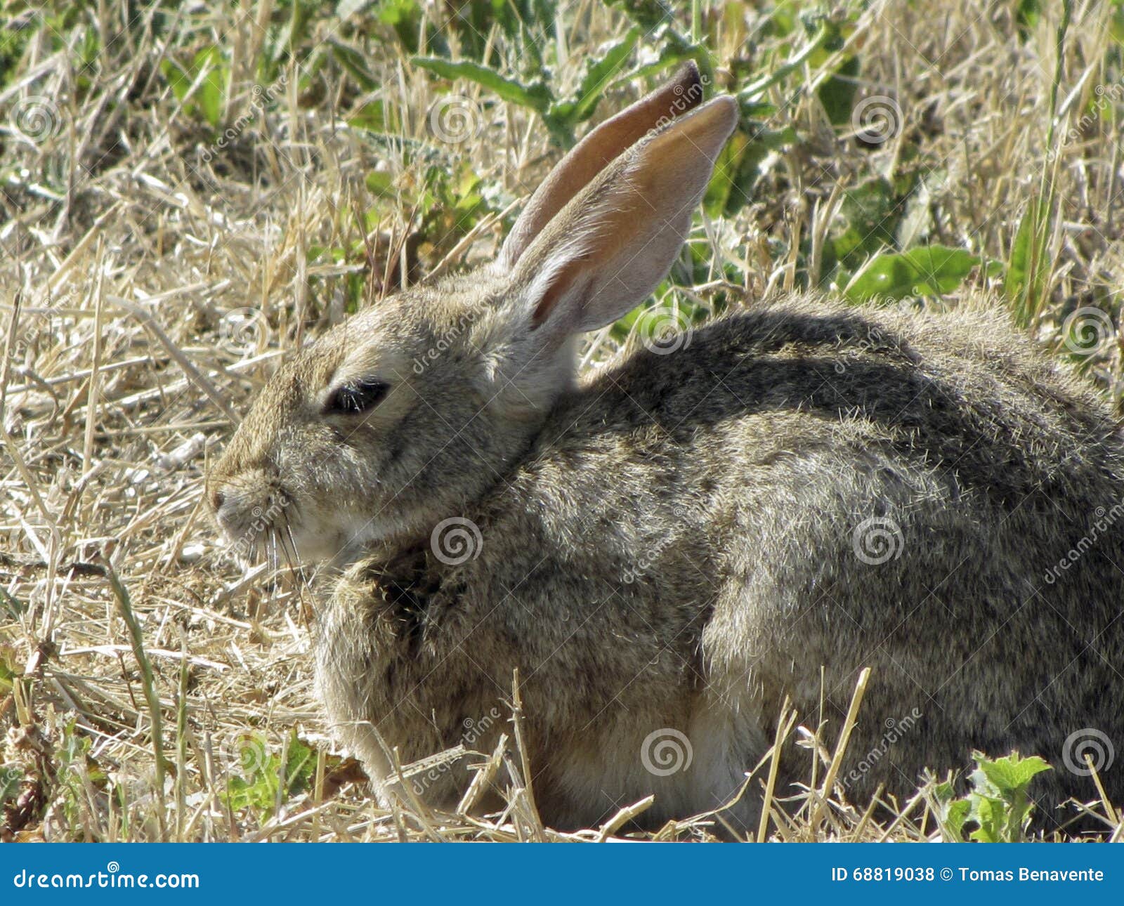 Resting Rabbit on the Prairie Stock Photo - Image of flower, fear: 68819038