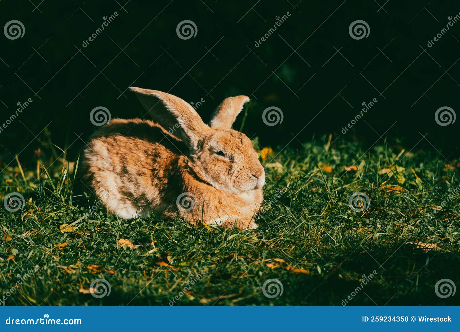 A Resting Rabbit in the Sun Stock Photo - Image of belgian, giant ...