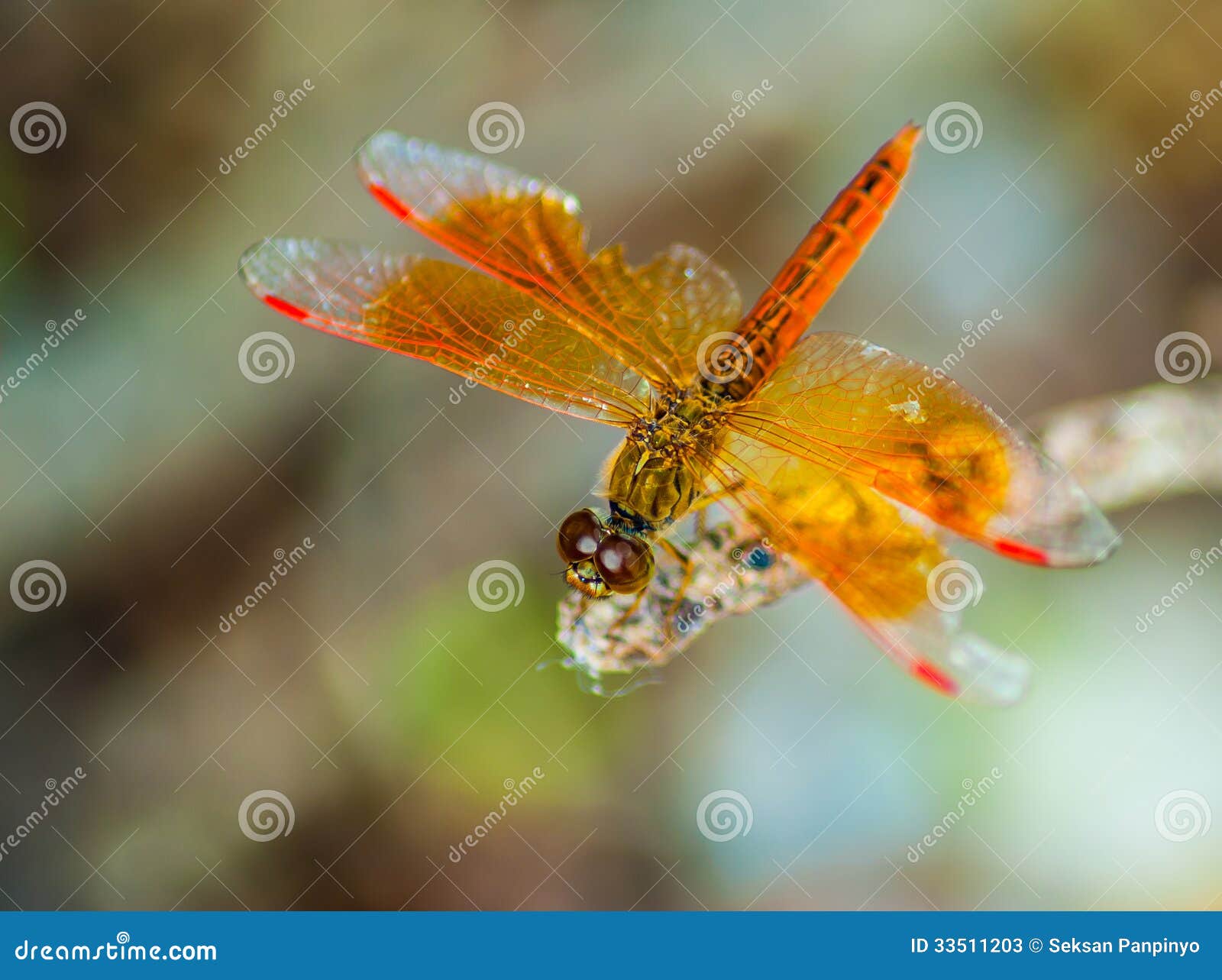 Resting red dragonfly stock image. Image of flora, fragile - 33511203