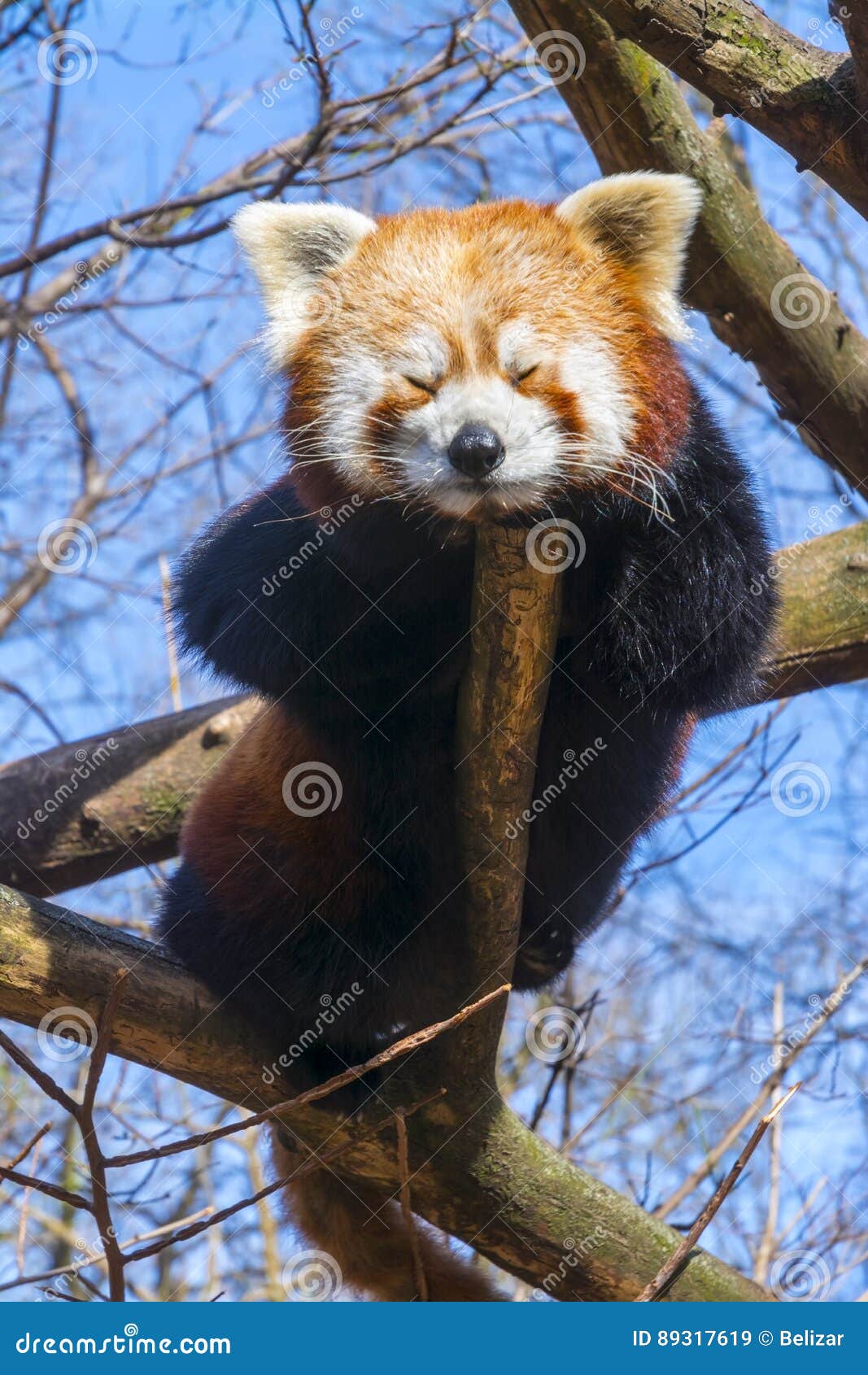 Resting Red Panda stock image. Image of fulgens, resting - 89317619