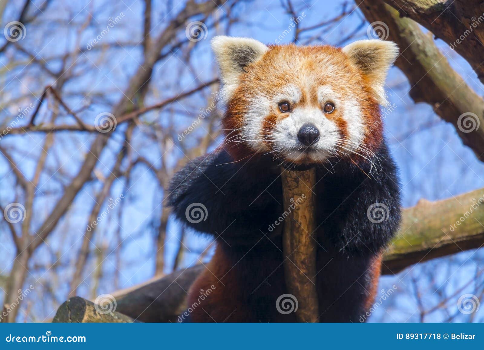 Resting Red Panda stock photo. Image of carnivores, lesser - 89317718