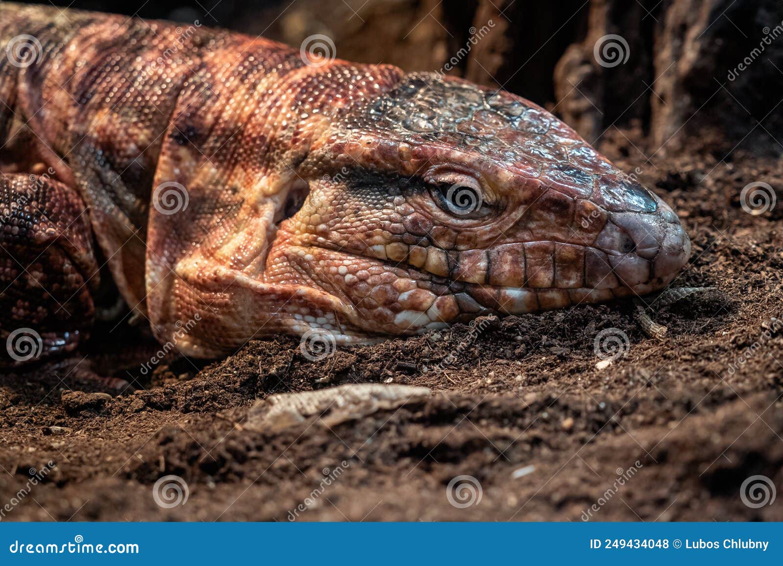 Resting Red Tegu, Salvator Rufescens Stock Photo - Image of tail ...