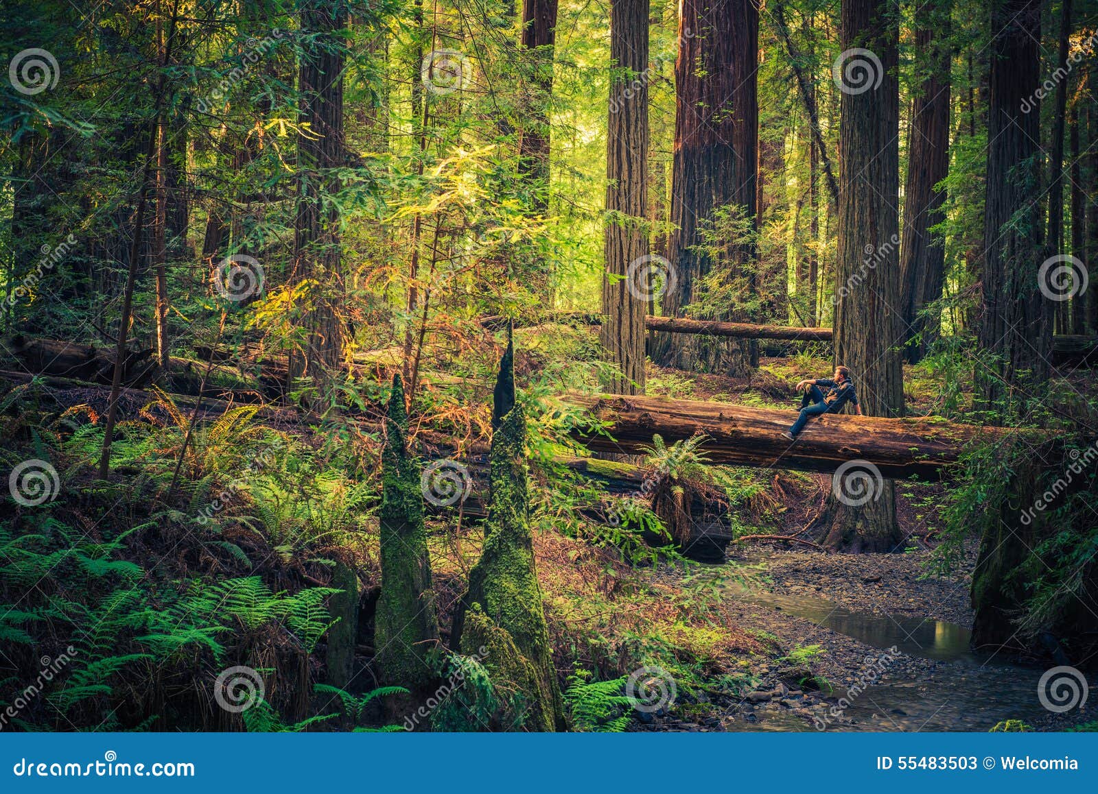 Resting on the Redwood stock image. Image of hike, explorer - 55483503