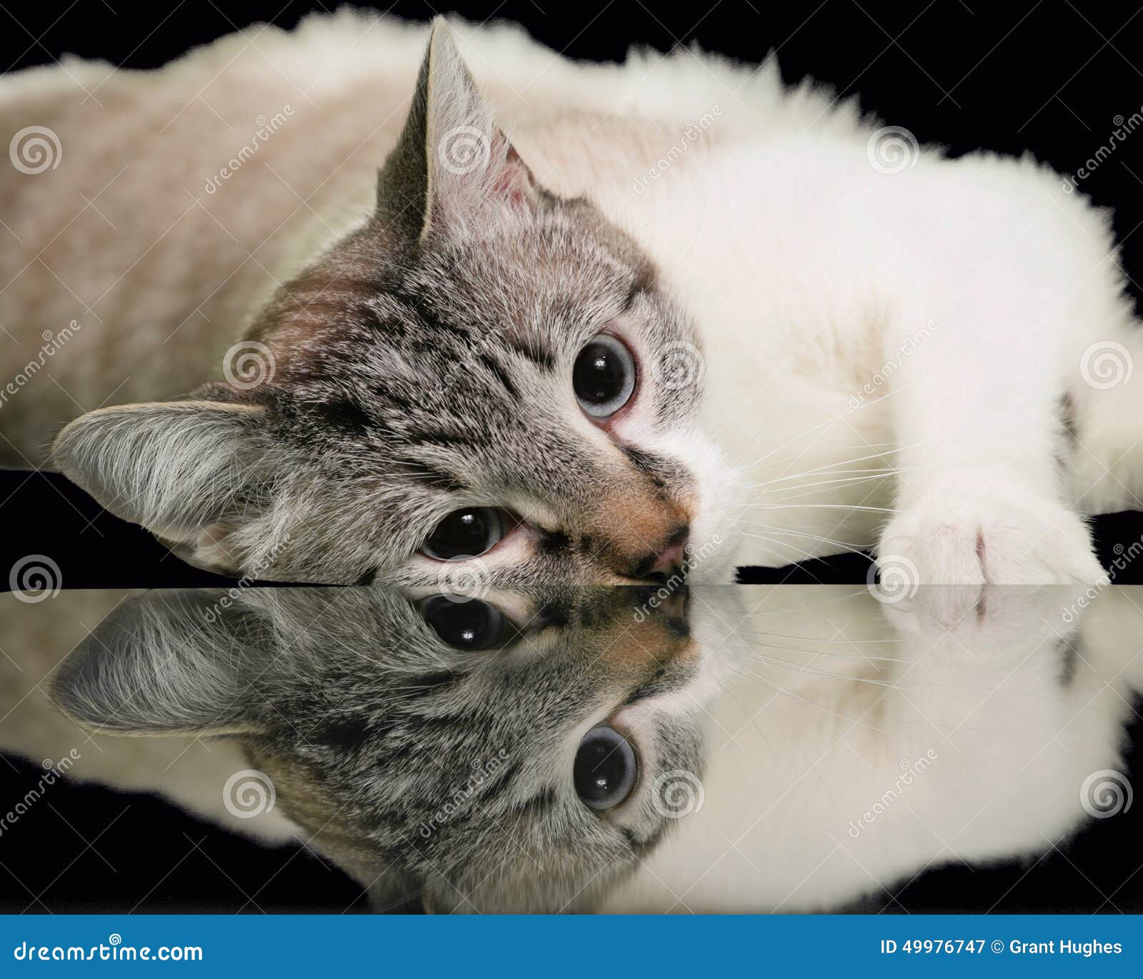 Resting Reflection Of Lynx Point Siamese Cat Royalty-Free Stock ...