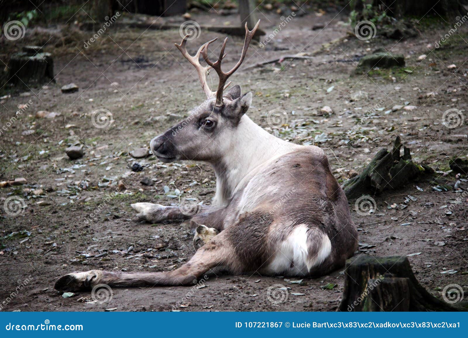 Resting reindeer. stock image. Image of reindeer, polar - 107221867