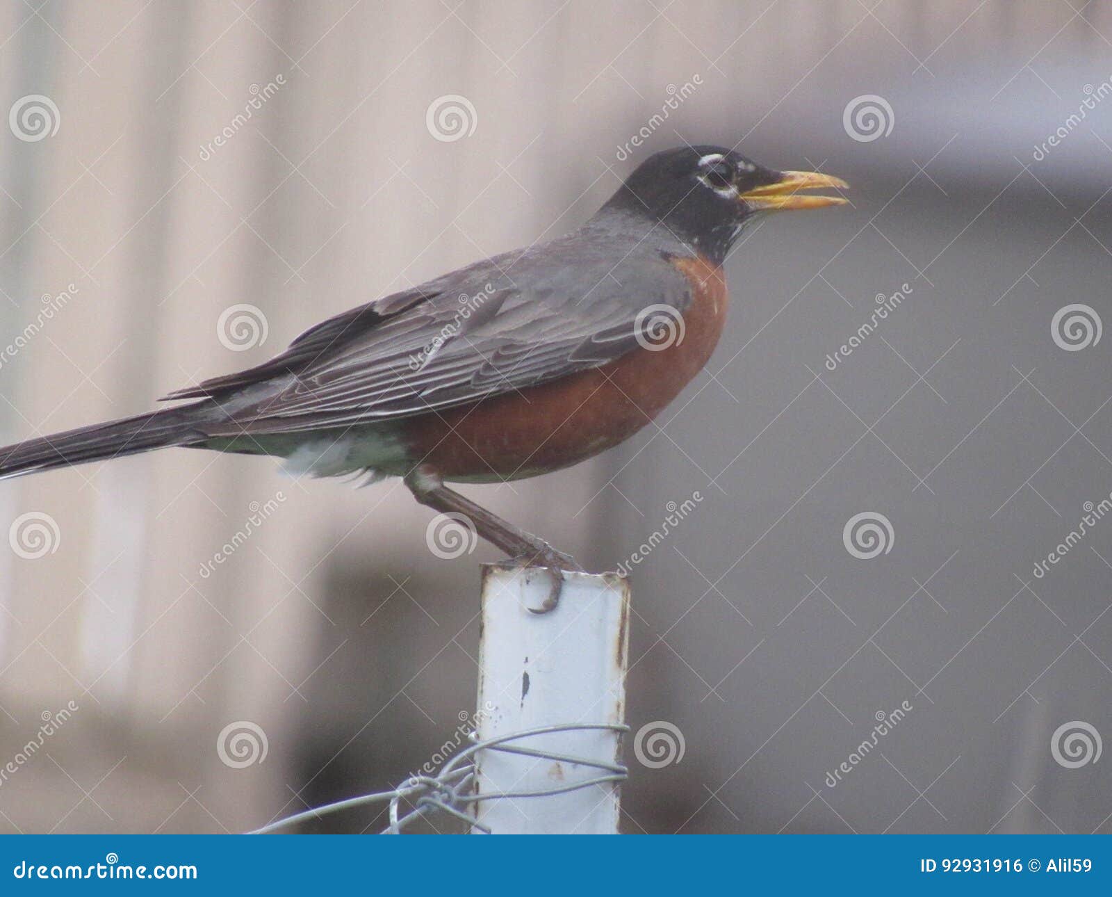 Resting Robin stock photo. Image of chirping, post, northern - 92931916