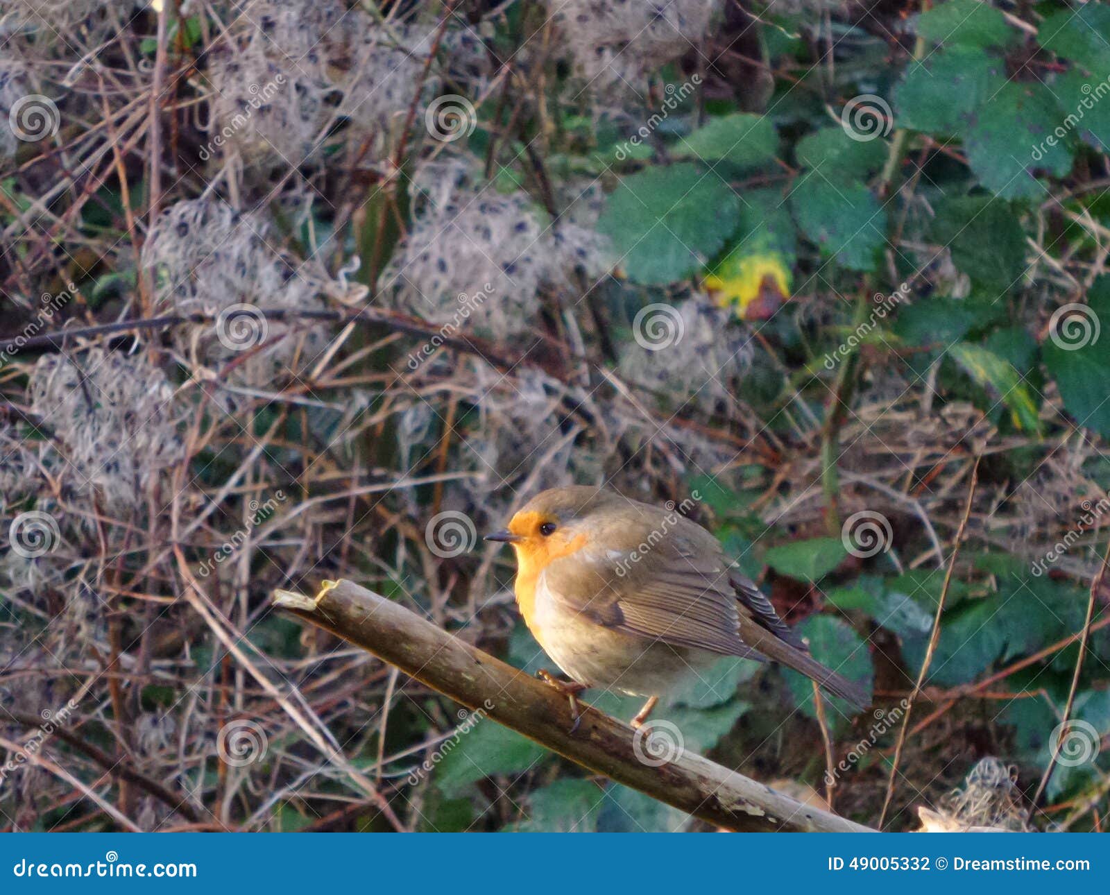 Resting Robin in the Morning Stock Photo - Image of morning, robin ...