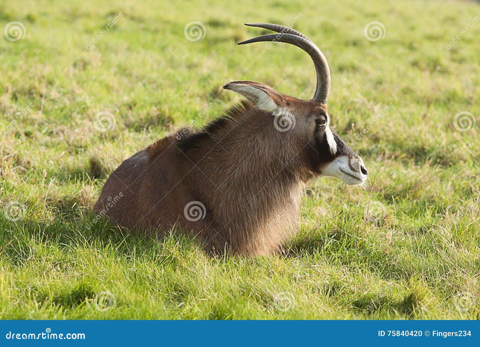 Resting Sable antelope stock photo. Image of female, african - 75840420