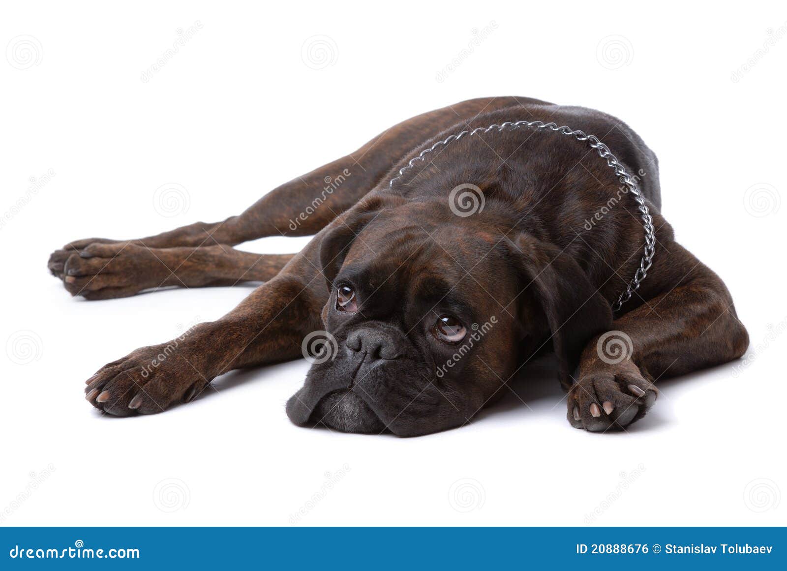 Resting sad boxer dog stock photo. Image of brown, chain - 20888676