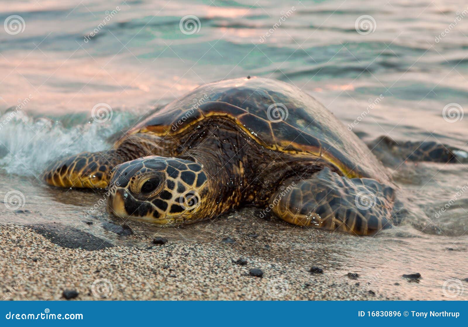 Resting Sea Turtle stock photo. Image of tropical, sand - 16830896