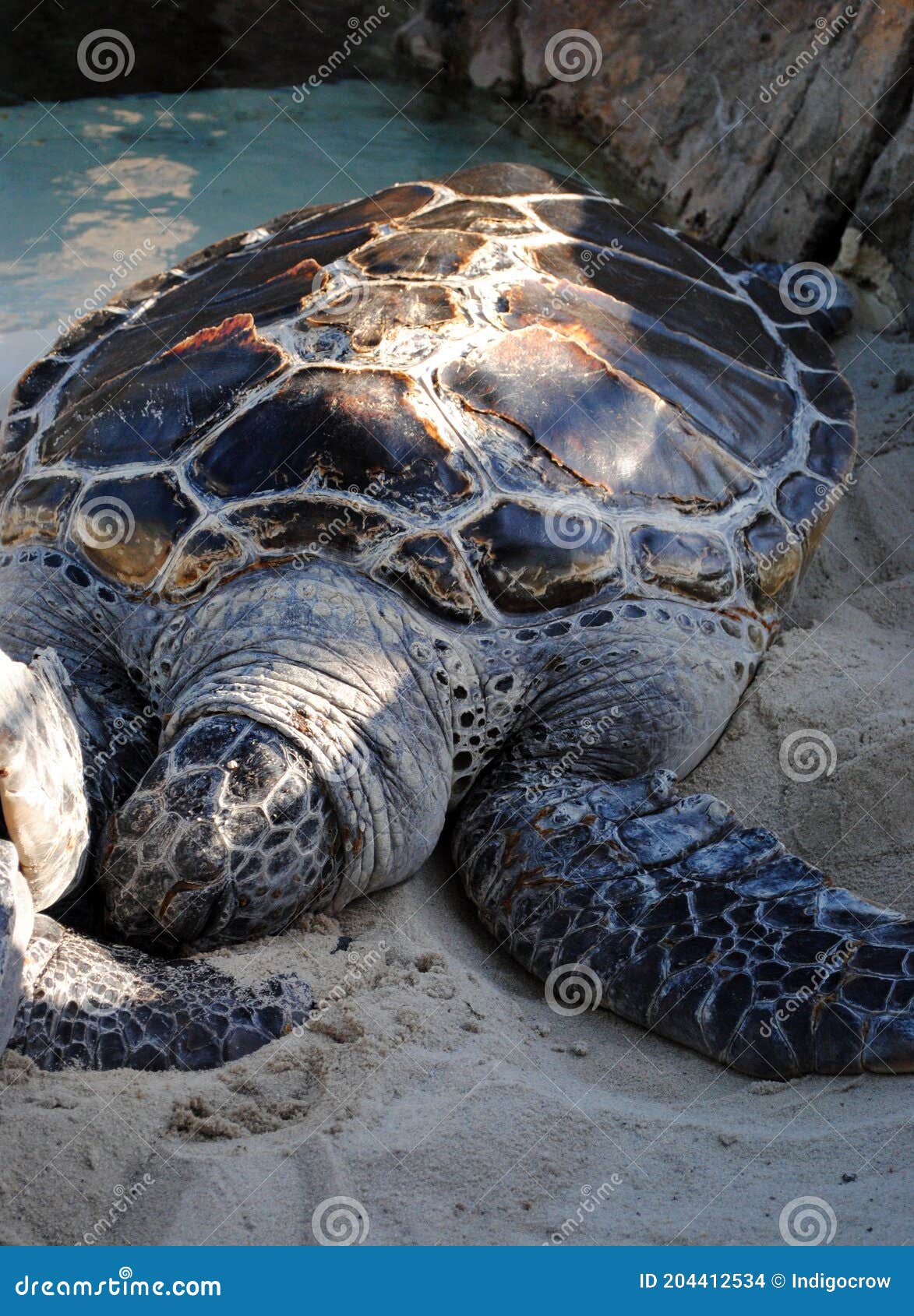 Resting Sea Turtle stock photo. Image of shell, marine - 204412534