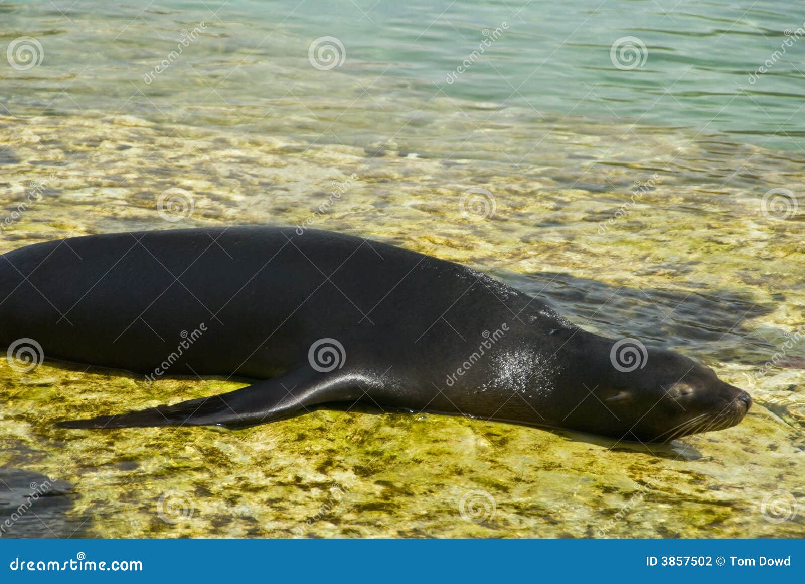Resting seal stock photo. Image of sleeping, resting, lying - 3857502