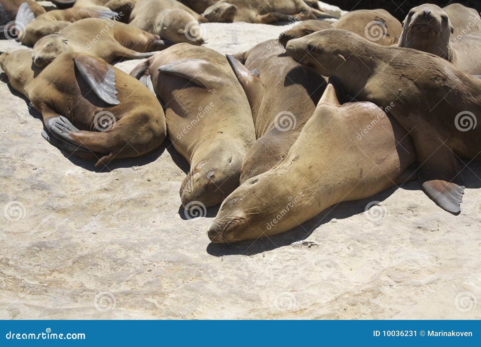 Resting Seals stock image. Image of lake, conservation - 10036231