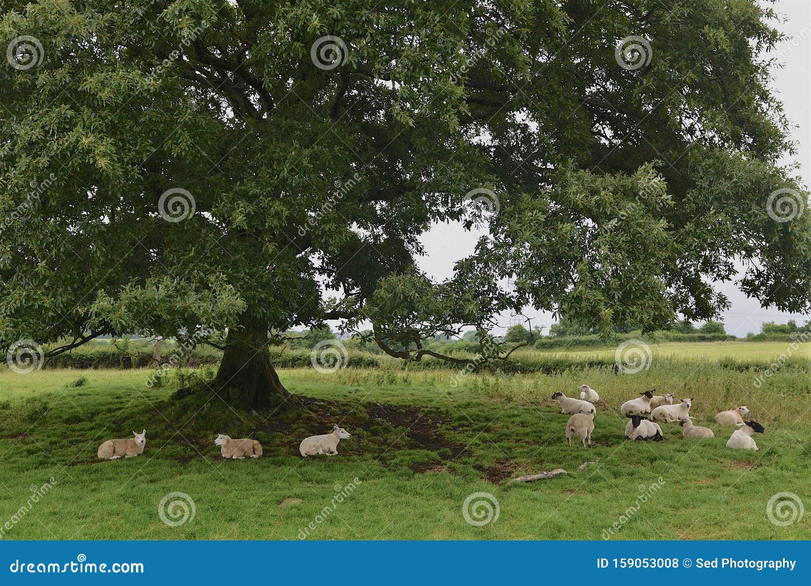 Resting in Shade stock photo. Image of rest, ireland - 159053008