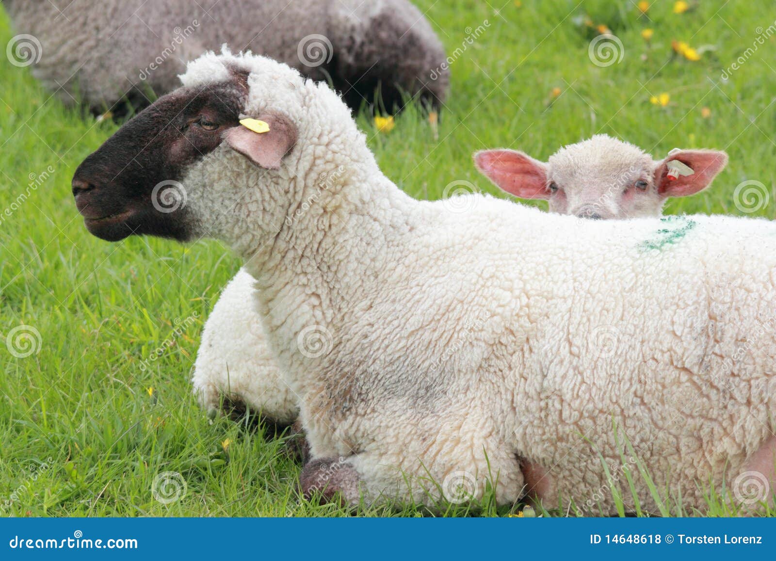 Resting sheep stock photo. Image of cute, wool, lamb - 14648618