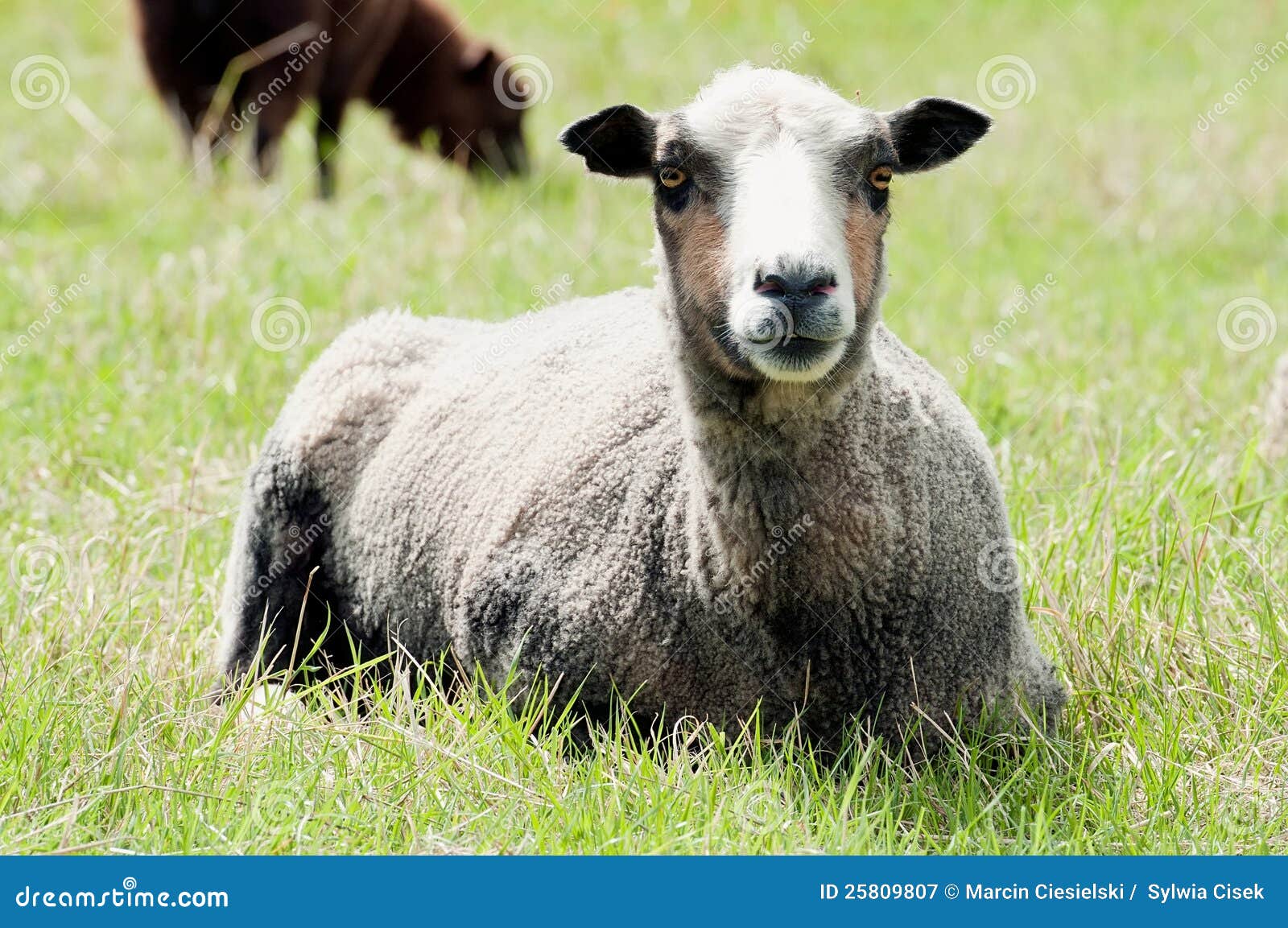 Resting sheep stock image. Image of meadow, countryside - 25809807