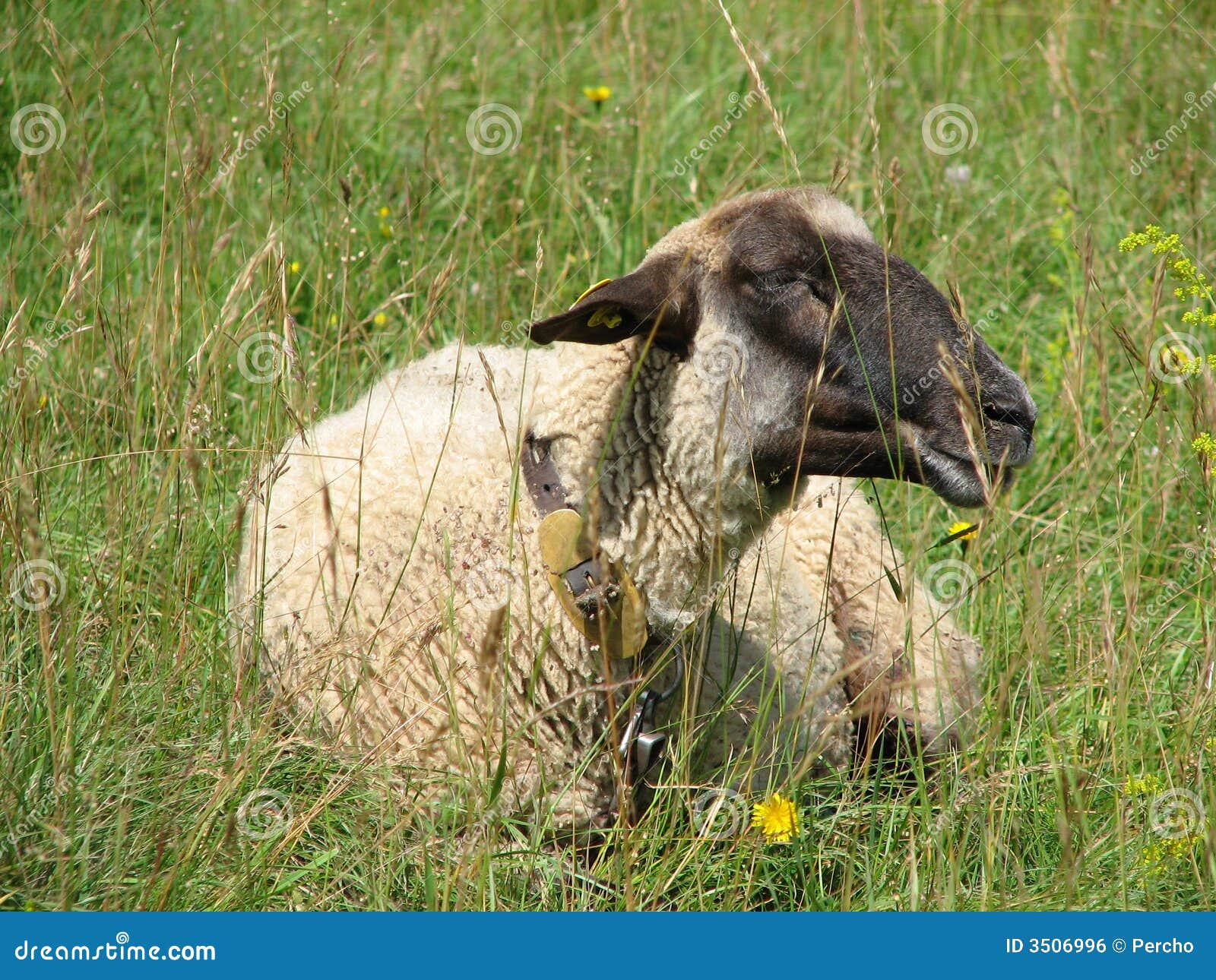 Resting Sheep stock photo. Image of isolated, resting - 3506996