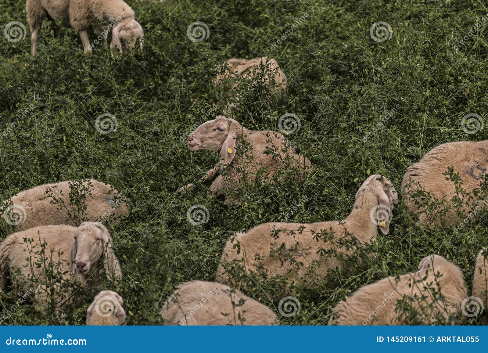 Resting Sheep in the Countryside Editorial Photo - Image of group, farm ...
