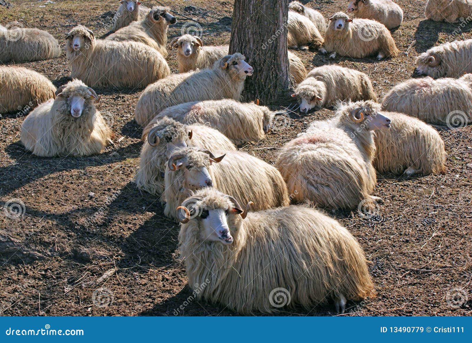 Resting sheep and lambs stock image. Image of pipe, lamb - 13490779