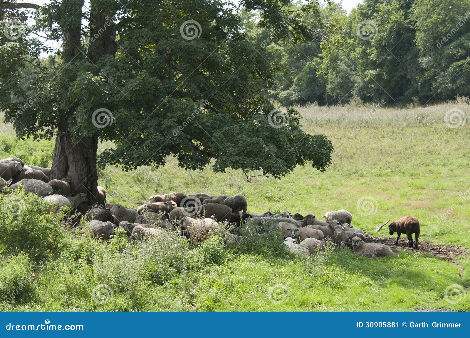 Resting Sheep stock image. Image of sleeping, sheep, farm - 30905881
