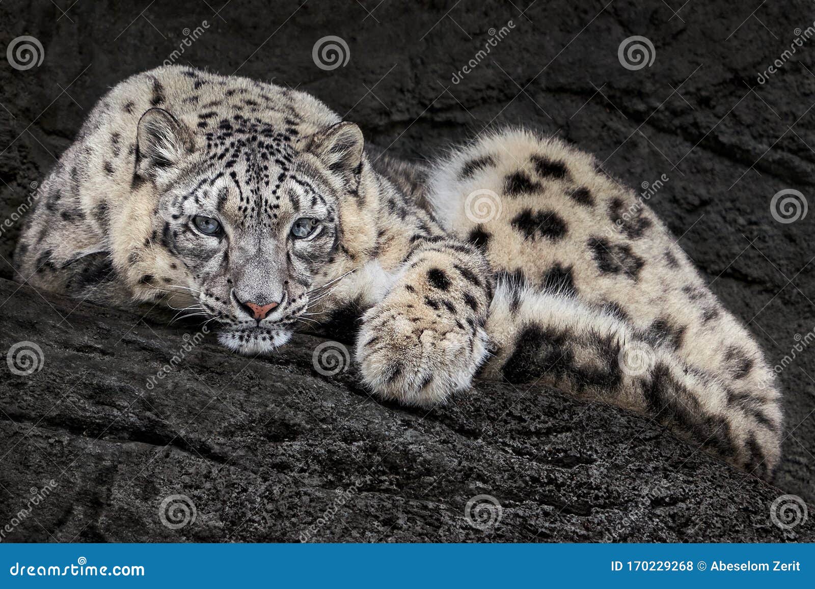 Resting Snow Leopard II stock photo. Image of feline - 170229268