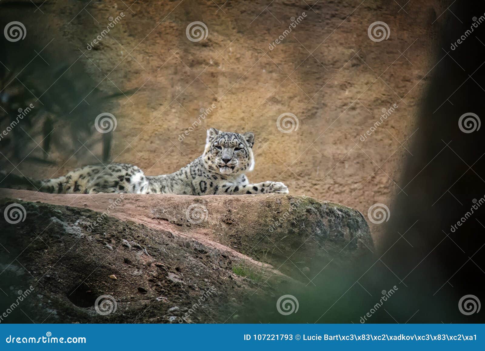 Resting snow leopard. stock image. Image of white, lying - 107221793