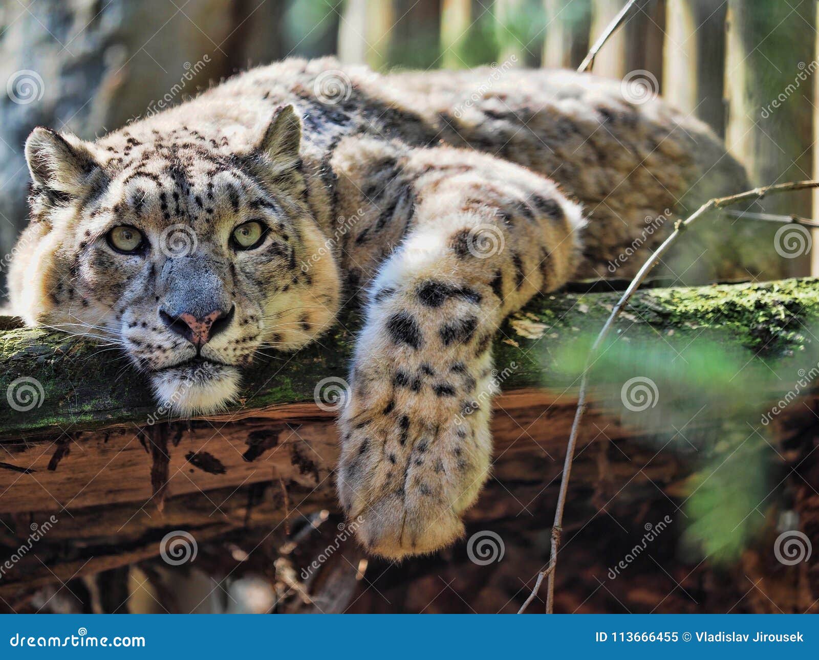 Resting Snow Leopard, Uncia Uncia Stock Image - Image of portrait ...