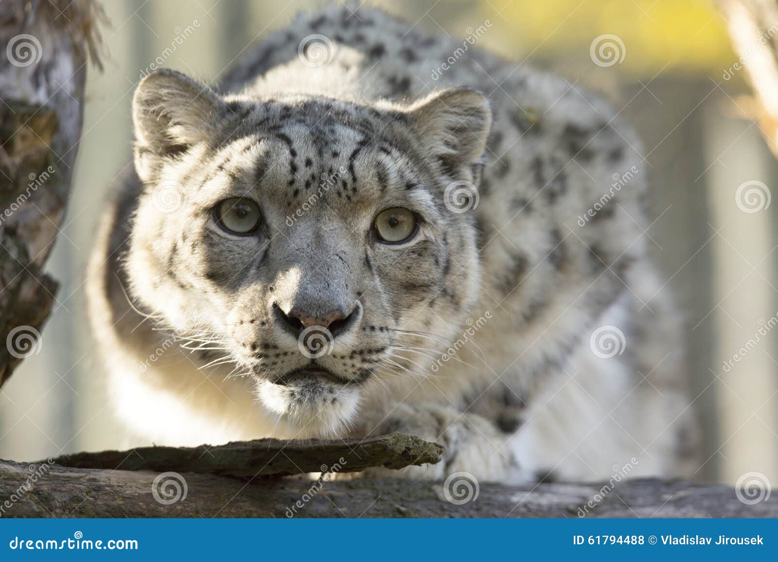 Resting Snow Leopard, Uncia Uncia, Portrait. Stock Photo - Image of ...