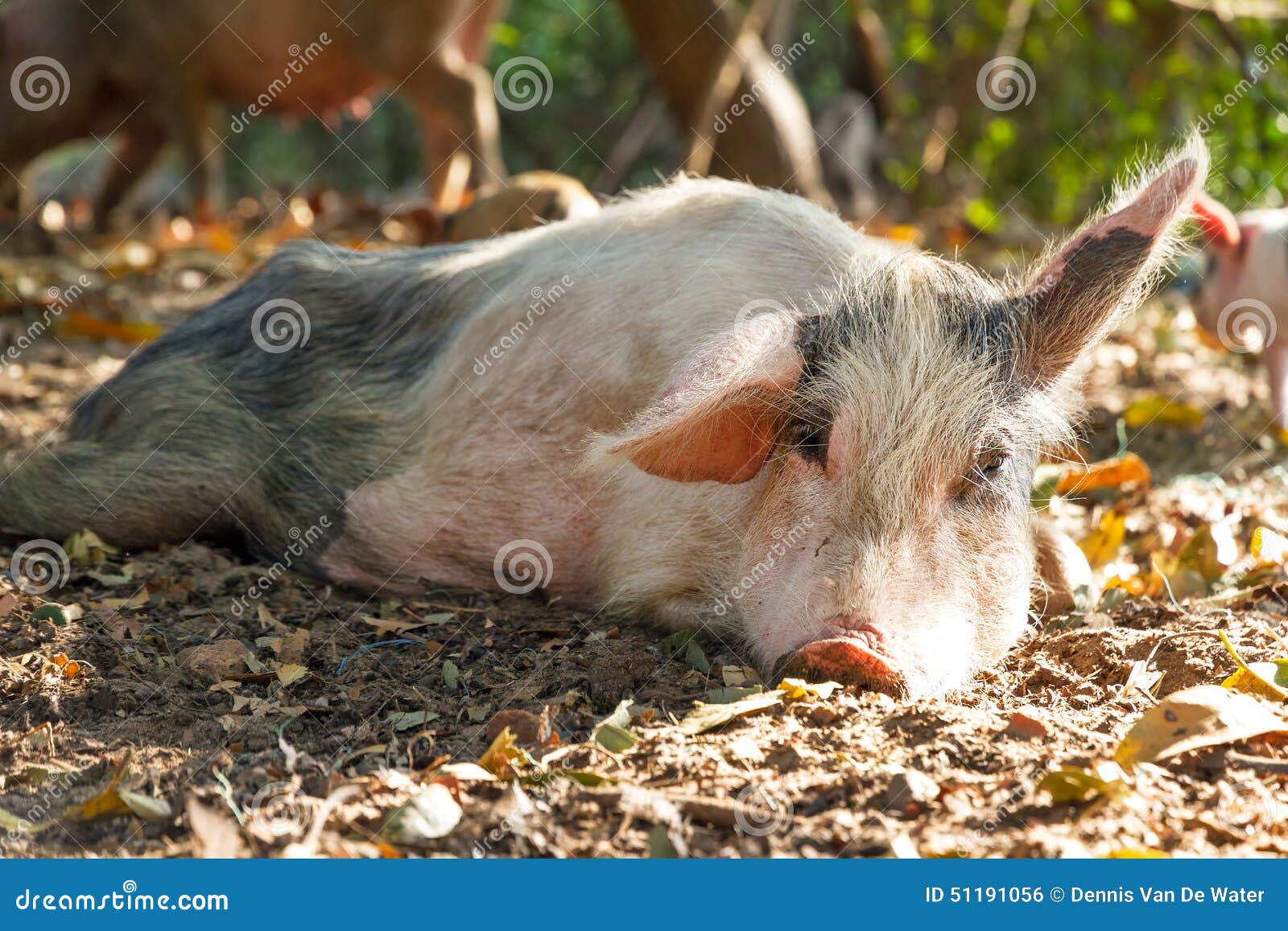 Resting sow stock photo. Image of livestock, closeup - 51191056