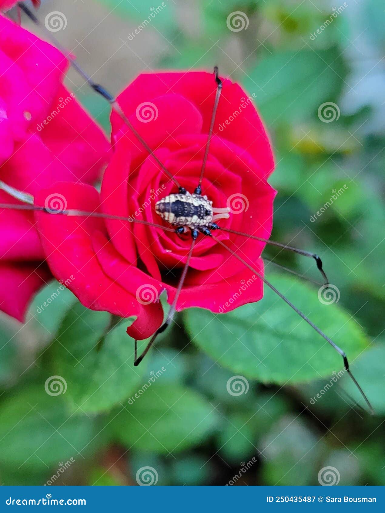 Resting Spider on Bright Red Rose Stock Image - Image of spider, rose ...