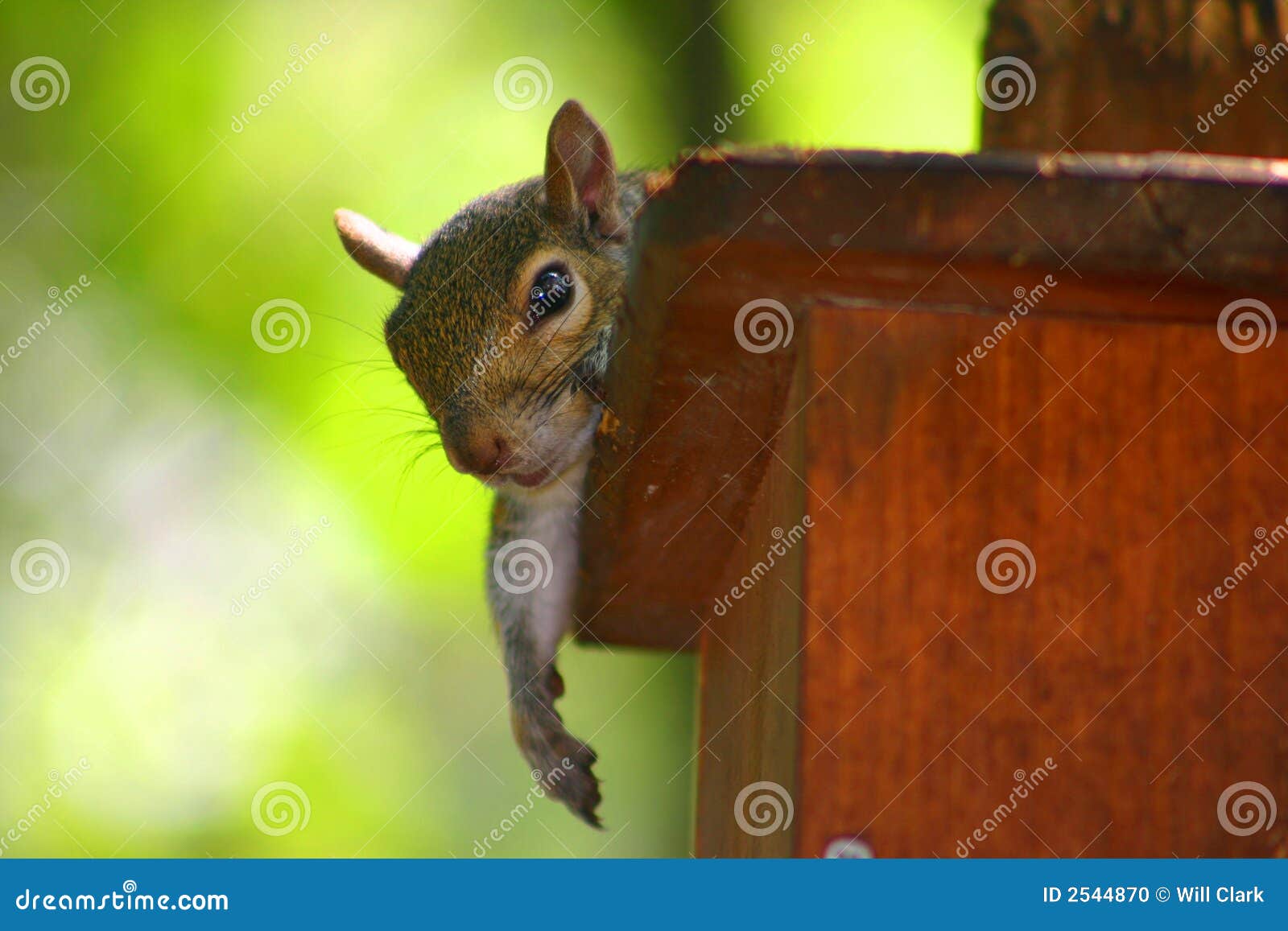 Resting Squirrel stock photo. Image of wildlife, sleeping - 2544870