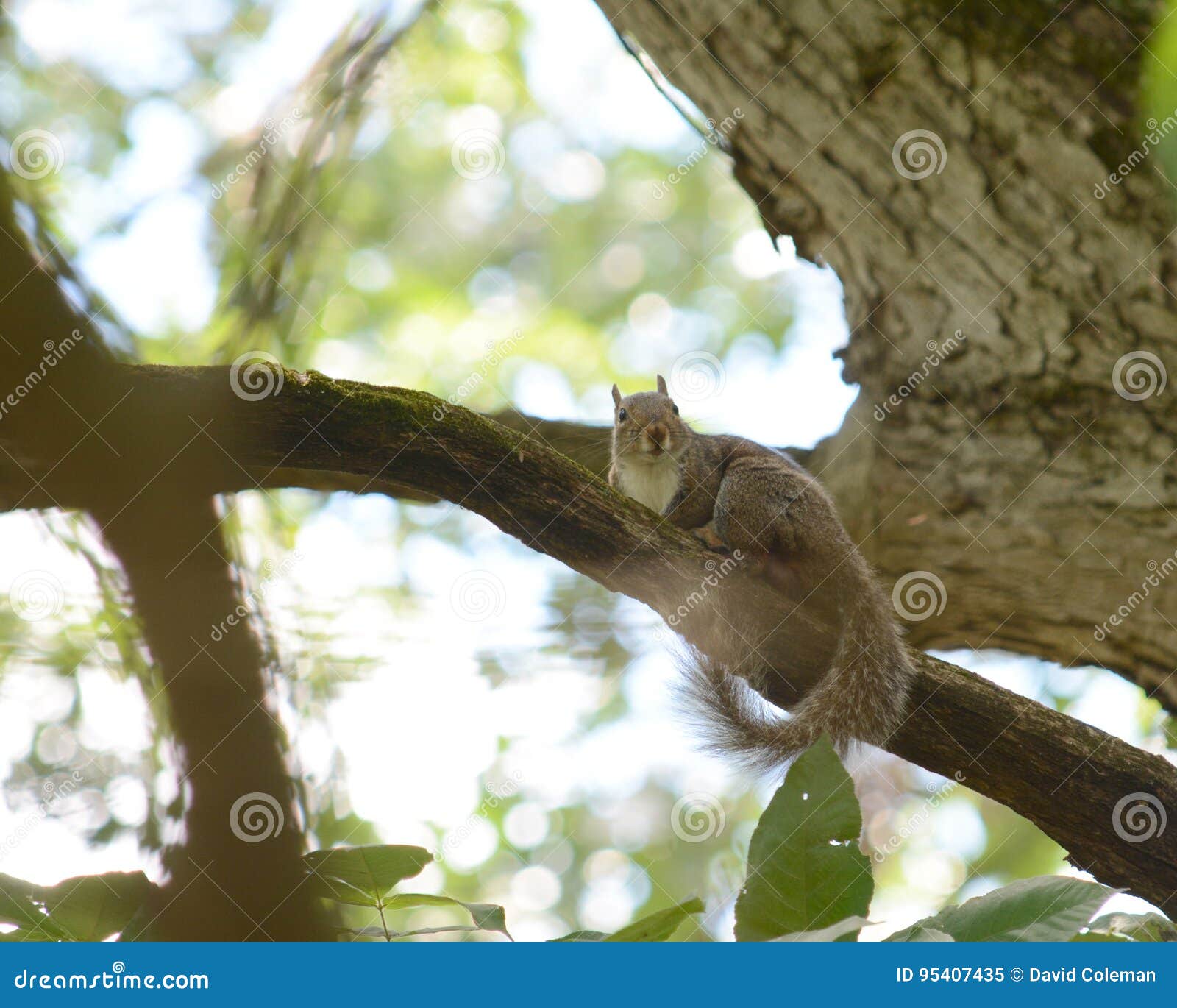 Resting squirrel stock image. Image of forest, tree, pauses - 95407435