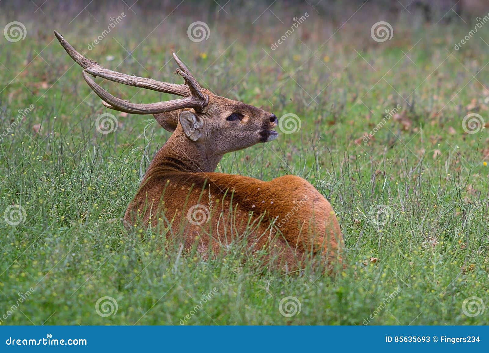 A resting stag stock image. Image of alert, sitting, mammal - 85635693