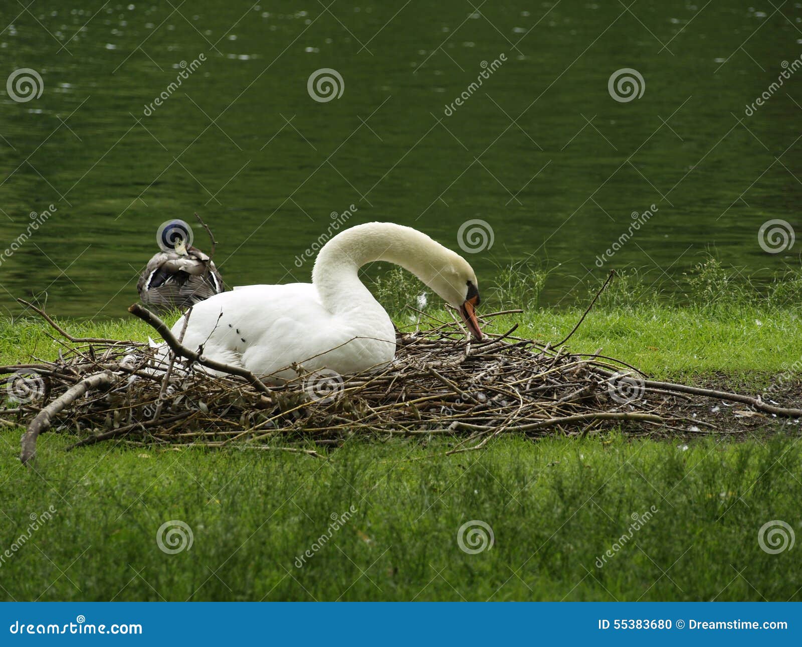 Resting Swan stock photo. Image of beauty, pond, mother - 55383680