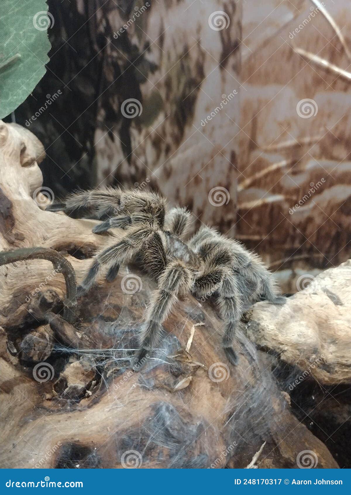 Resting Tarantula stock image. Image of insect, rock - 248170317