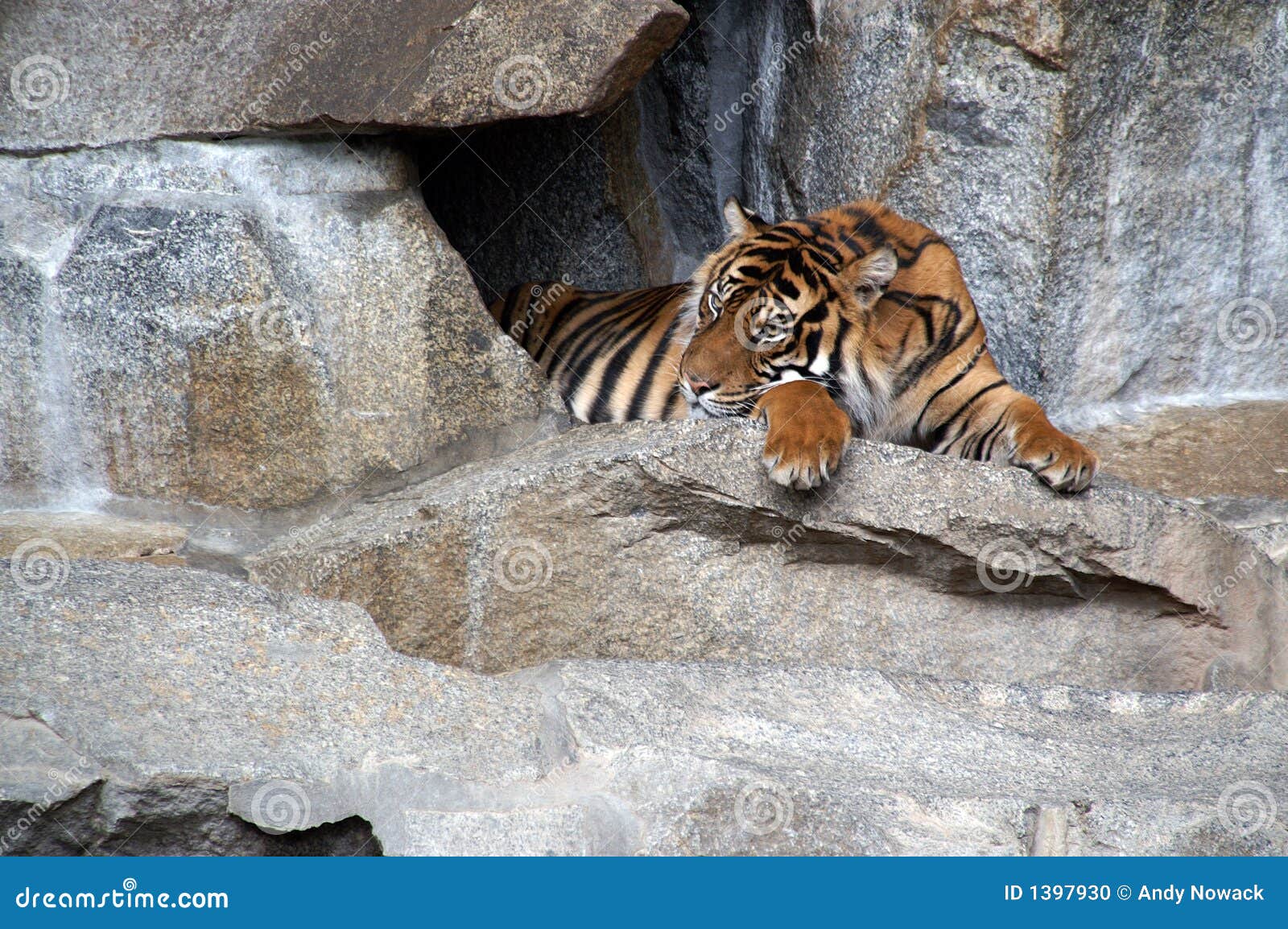 Resting tiger 1 stock photo. Image of sleeping, animal - 1397930