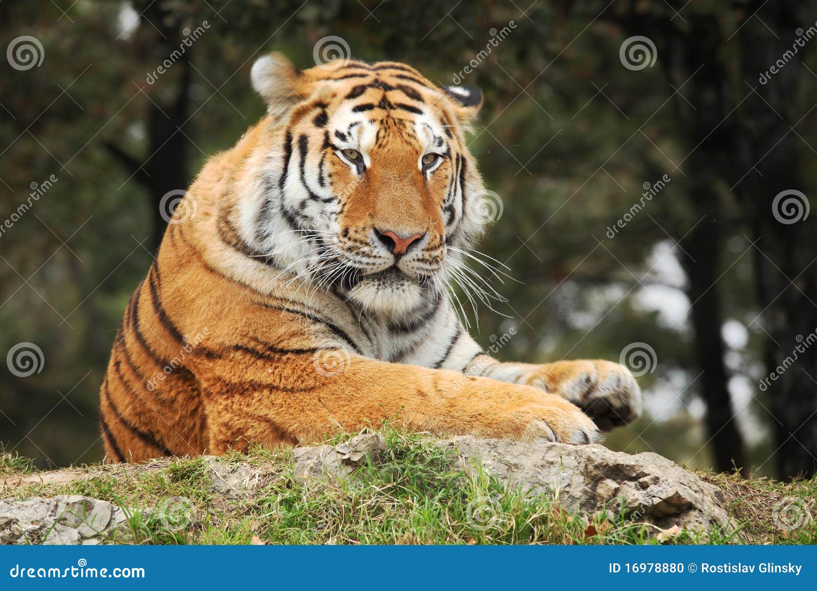 Resting Tiger. stock photo. Image of outdoor, novara - 16978880