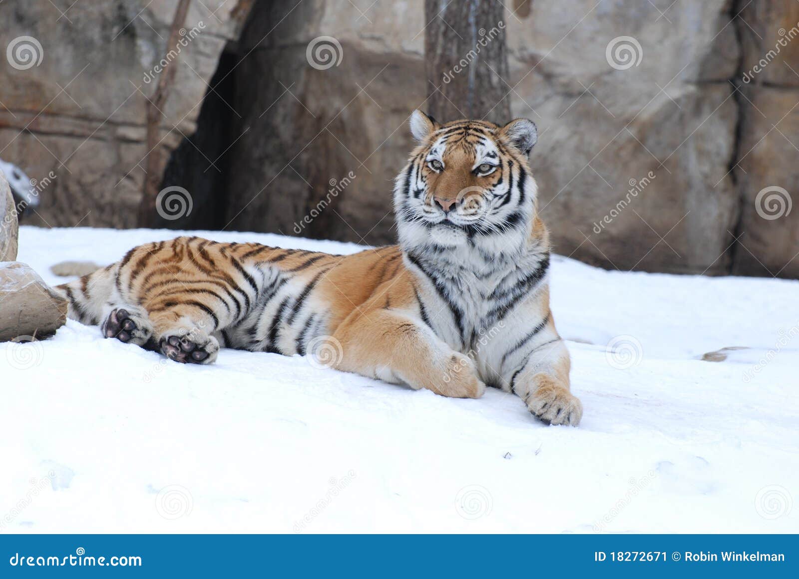 Resting tiger stock image. Image of gazes, lookingrock - 18272671