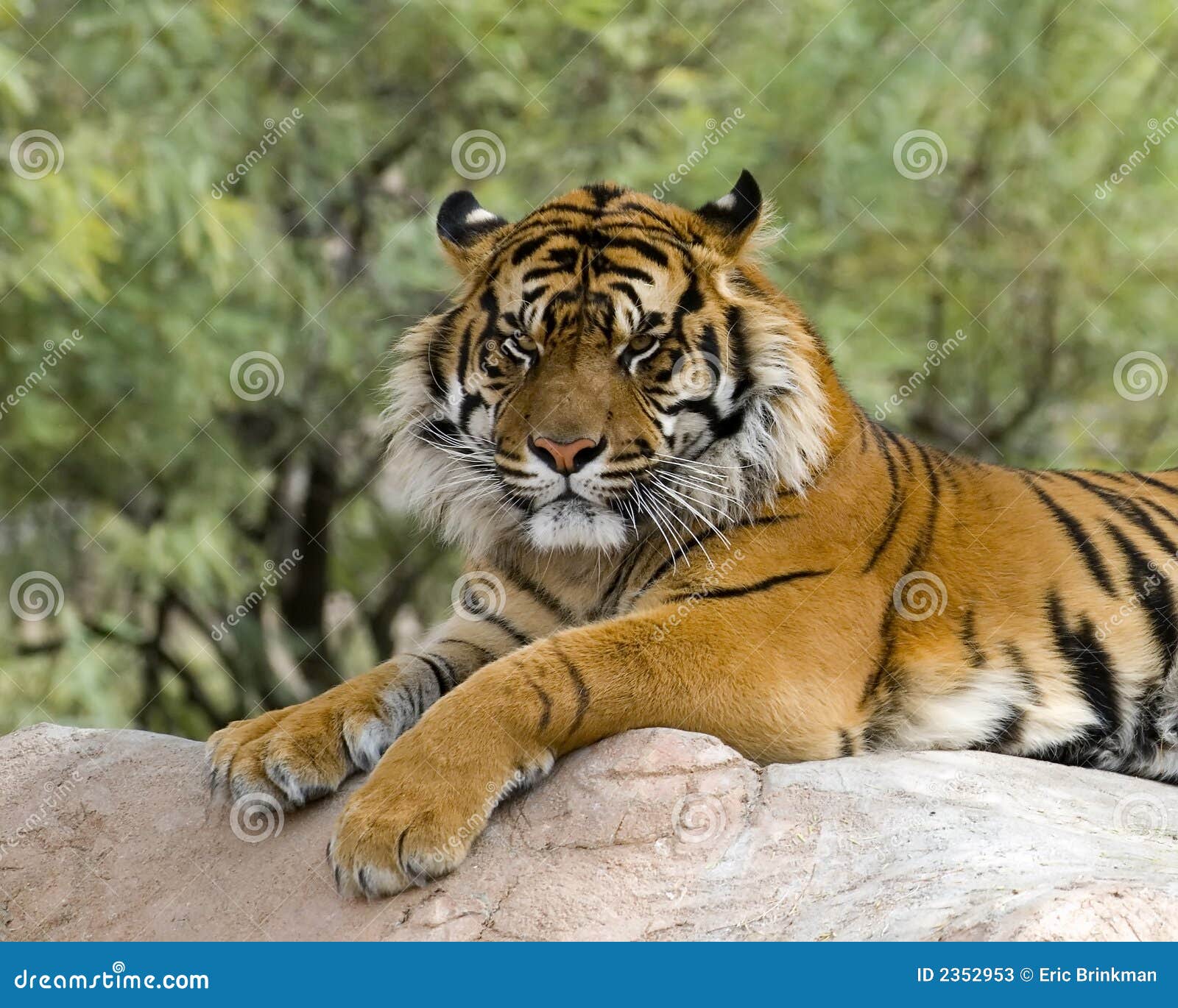 Resting tiger stock image. Image of strong, hair, beautiful - 2352953