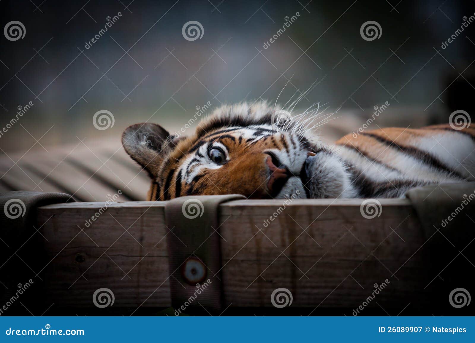 Resting tiger stock image. Image of head, tiger, animal - 26089907
