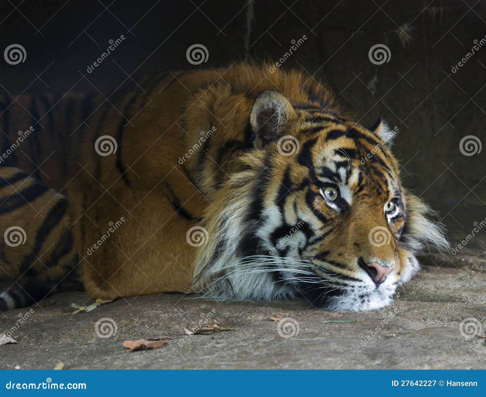 Resting tiger stock image. Image of expression, siberian - 27642227