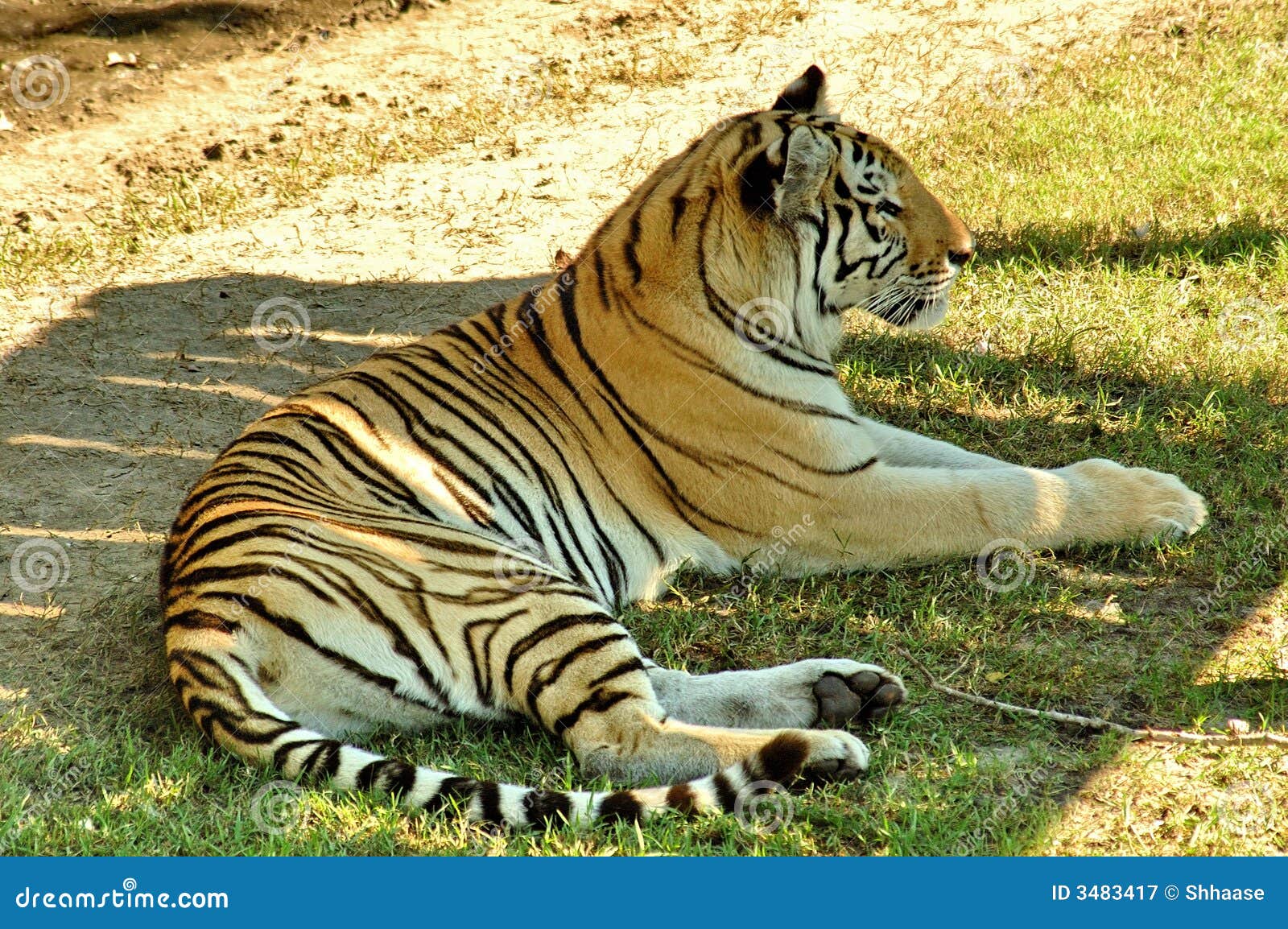 Resting Tiger stock image. Image of tiger, maneater, stripes - 3483417
