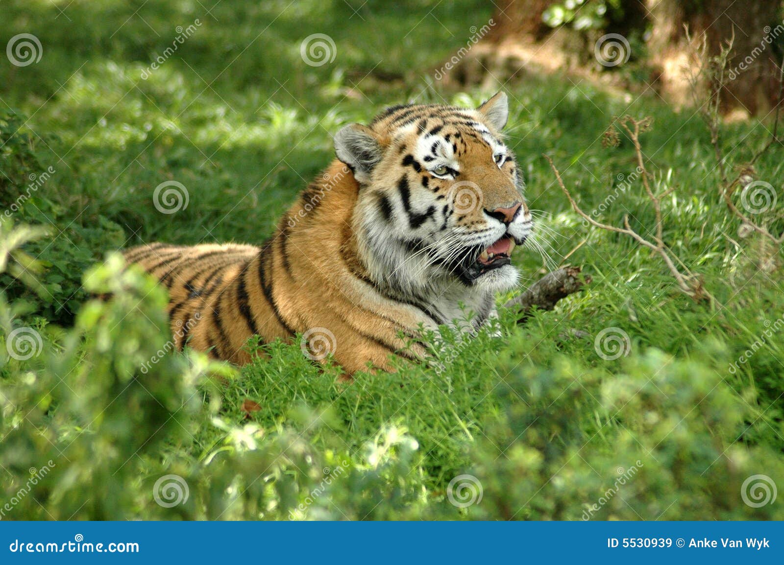 Resting tiger stock image. Image of grass, tree, mouth - 5530939