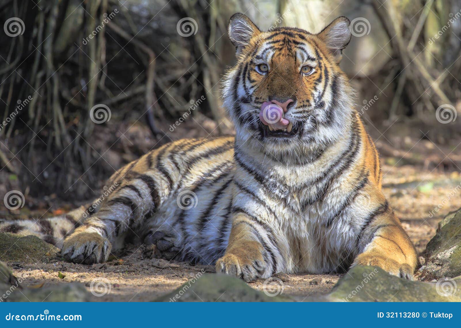 Resting Tiger stock photo. Image of feline, outdoors - 32113280
