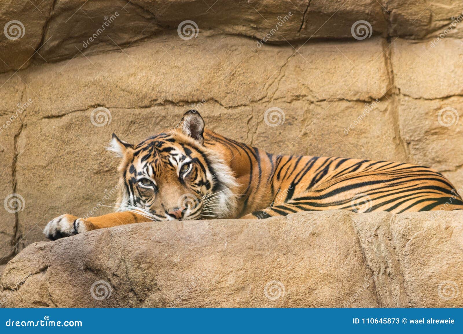 Resting Tiger at London Zoo. Stock Image - Image of ecology ...