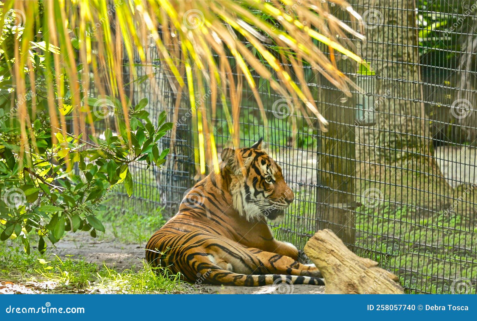 Tiger zoo Naples Florida stock photo. Image of tiger - 258057740