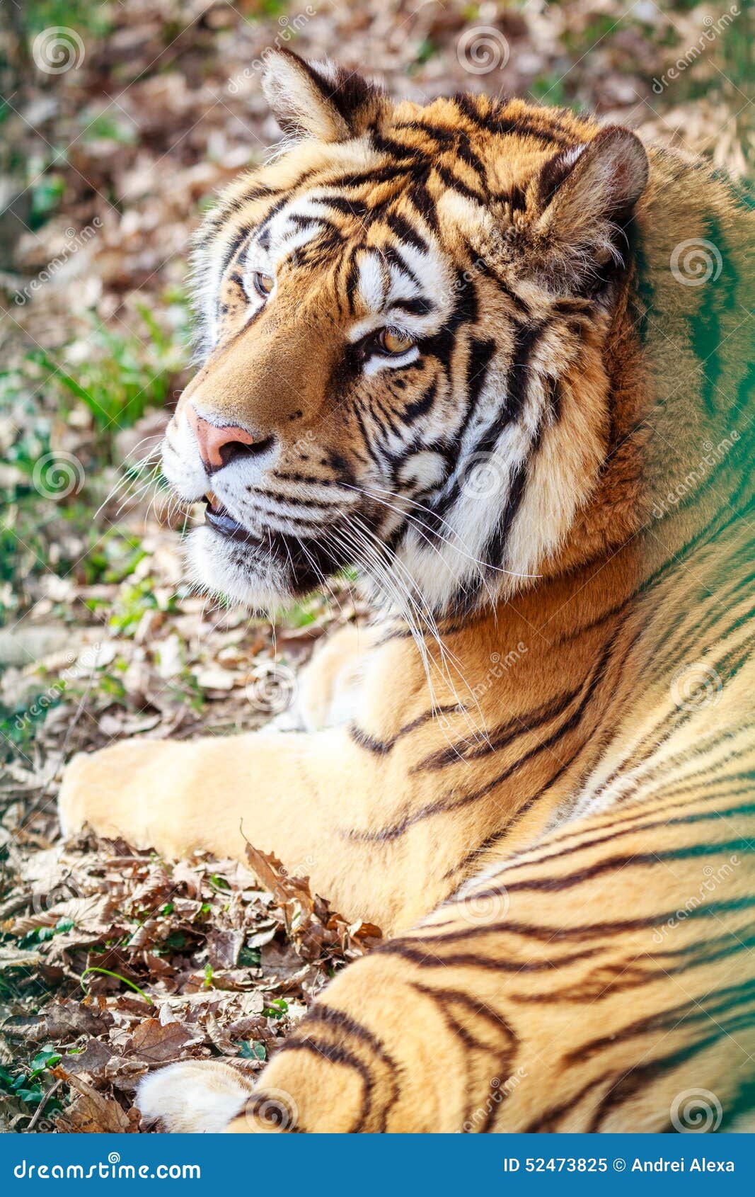 Resting Tiger stock image. Image of expression, predator - 52473825