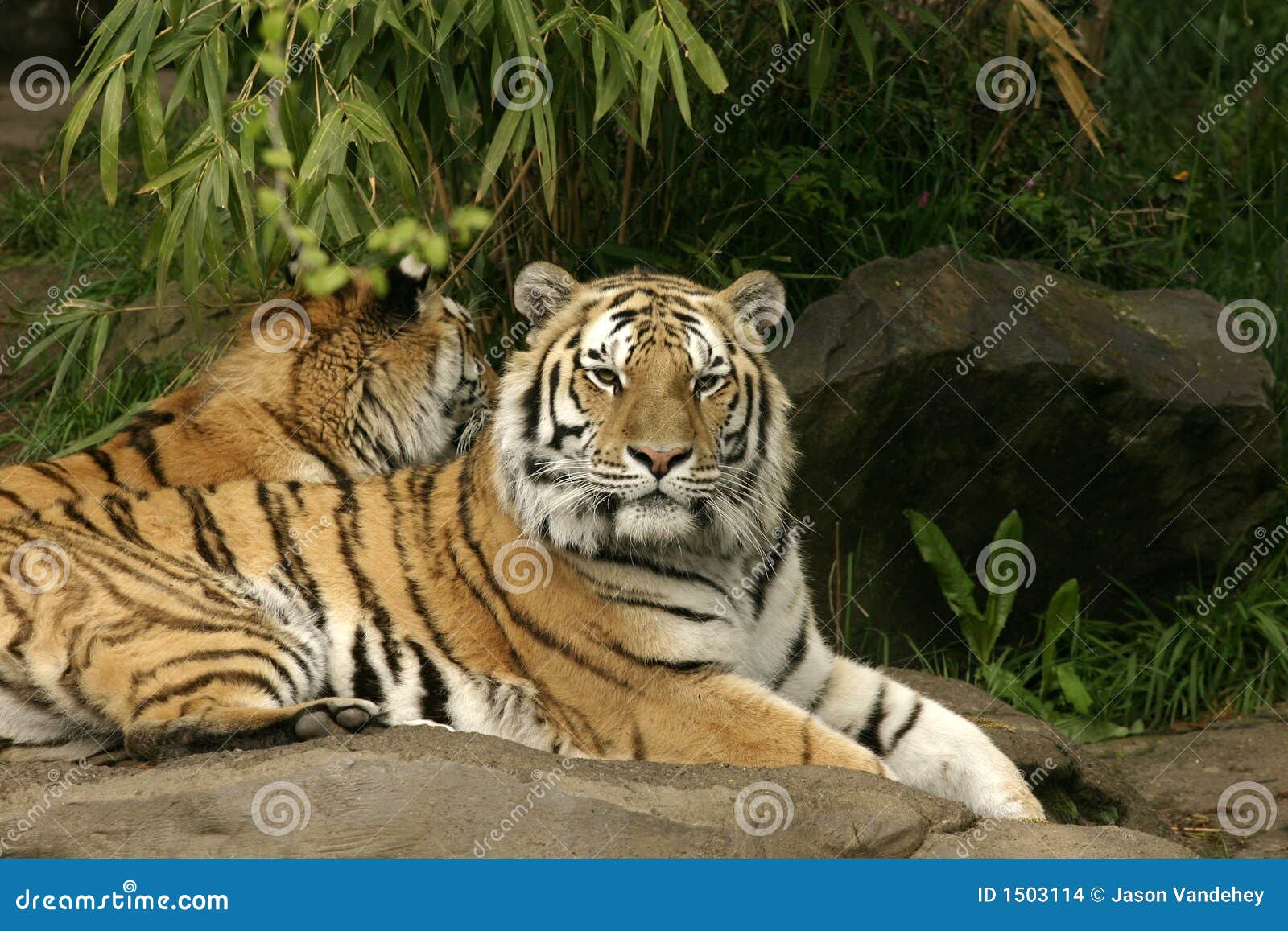 Resting tigers stock photo. Image of stripe, jungle, power - 1503114