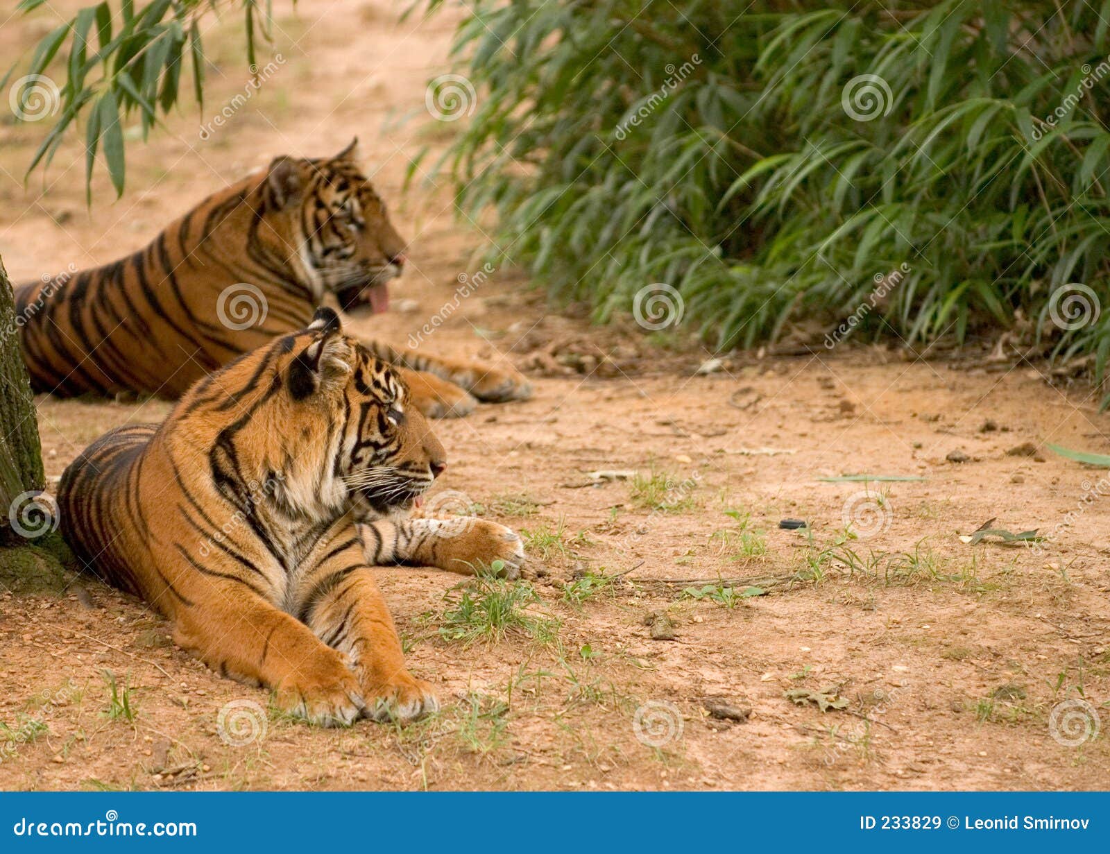 Resting tigers. stock image. Image of nature, resting, asia - 233829