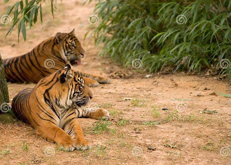 Resting tigers. stock image. Image of nature, resting, asia - 233829